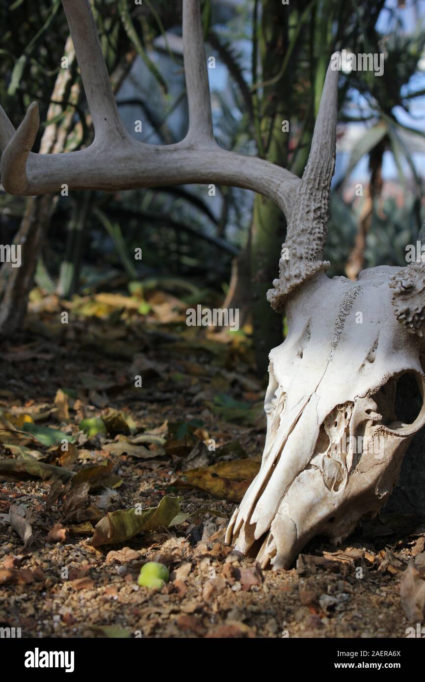 Elk Skull High Resolution Stock Photography and Images - Alamy