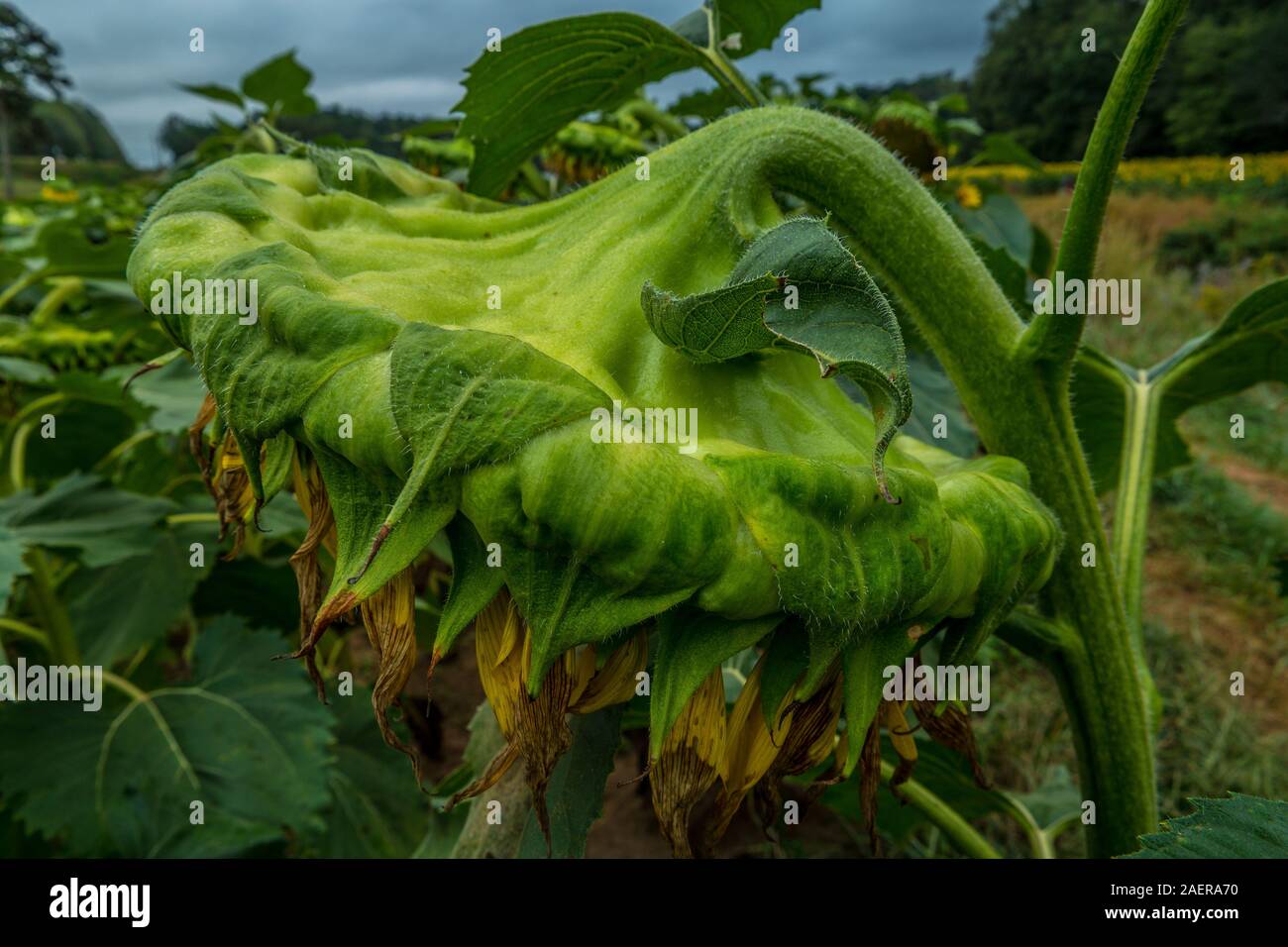 Drooping sunflower hi-res stock photography and images - Alamy