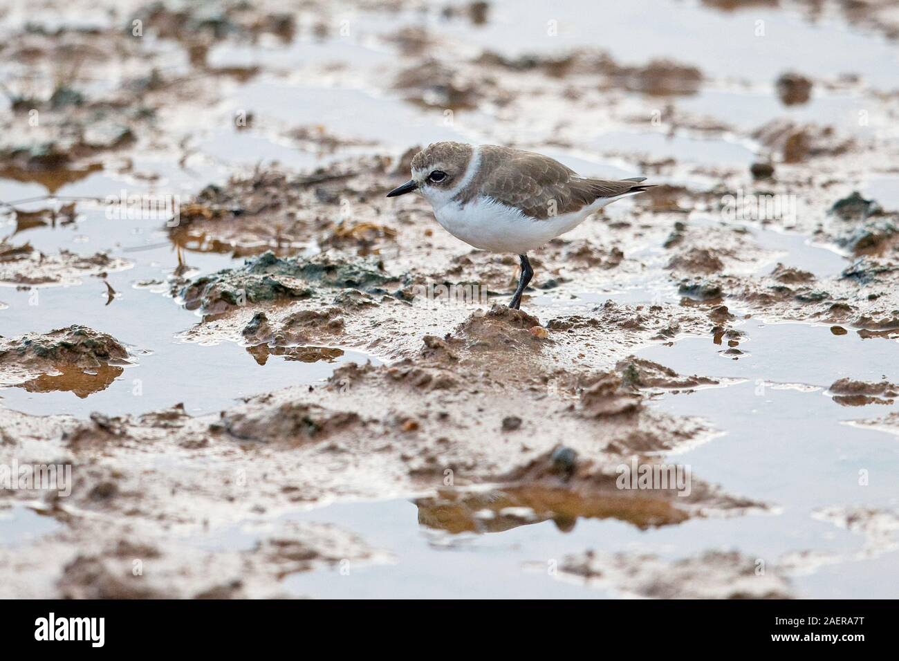 Indian plover hi-res stock photography and images - Alamy