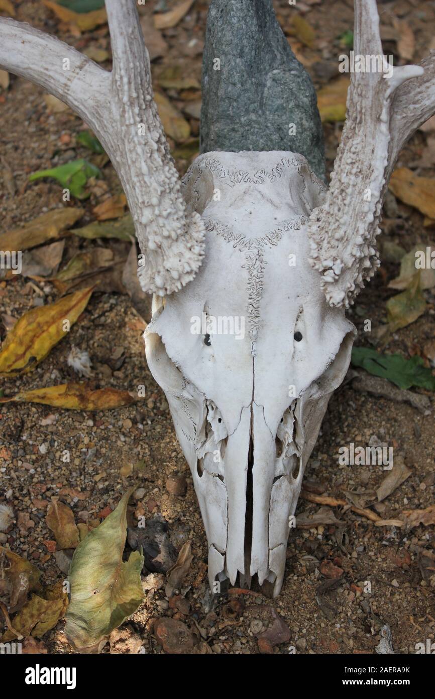 Elk Skull High Resolution Stock Photography and Images - Alamy