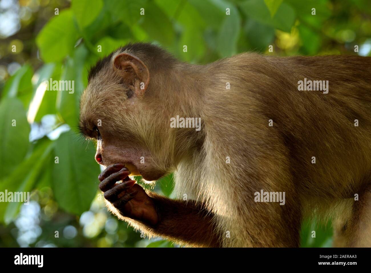 Capuchin bird hi-res stock photography and images - Alamy