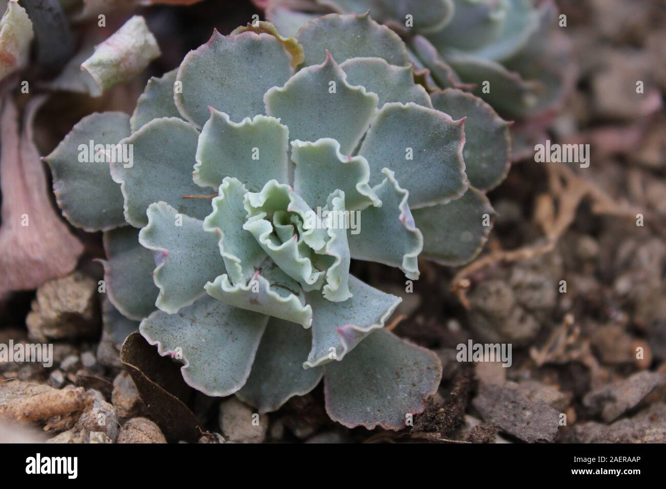 Gorgeous desert plant Stock Photo - Alamy