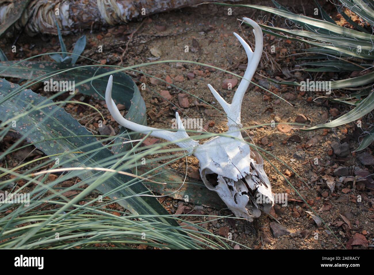 Weather worn animal skull of an elk, wapiti, Cervus canadensis Stock ...