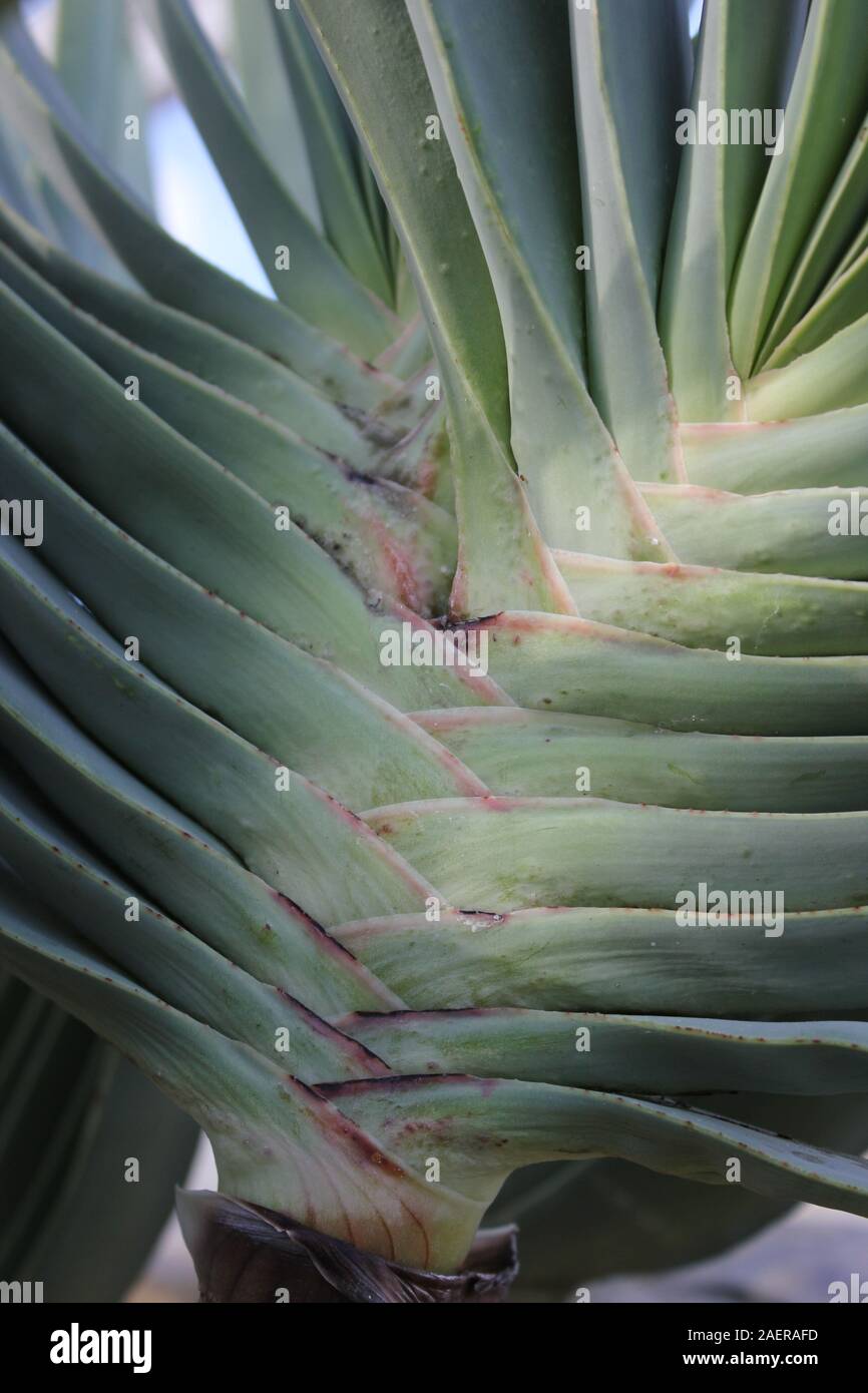 Fan aloe plicatilis plant, Medicinal Aloe, Savila Stock Photo - Alamy