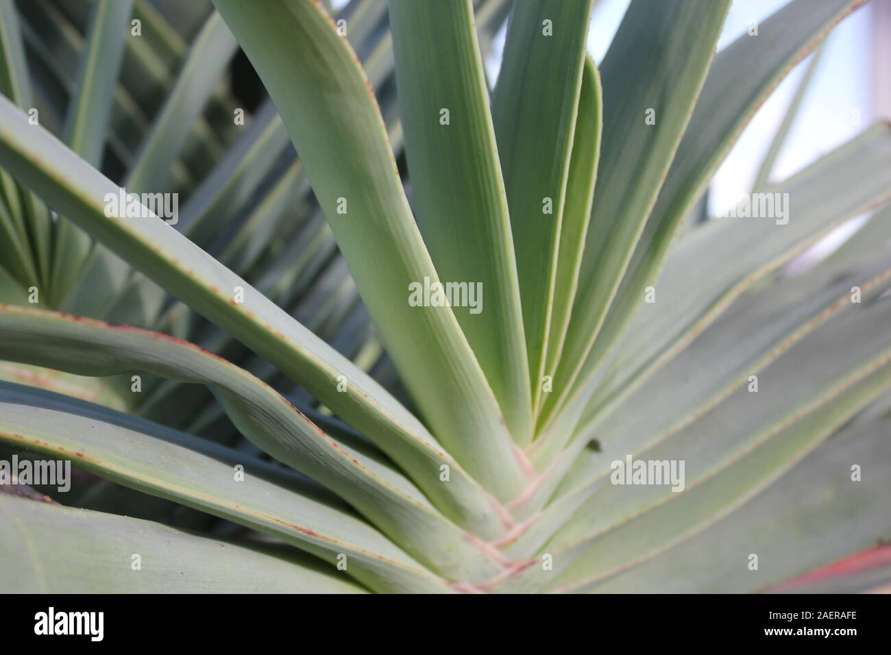 Fan aloe plicatilis plant, Medicinal Aloe, Savila Stock Photo - Alamy