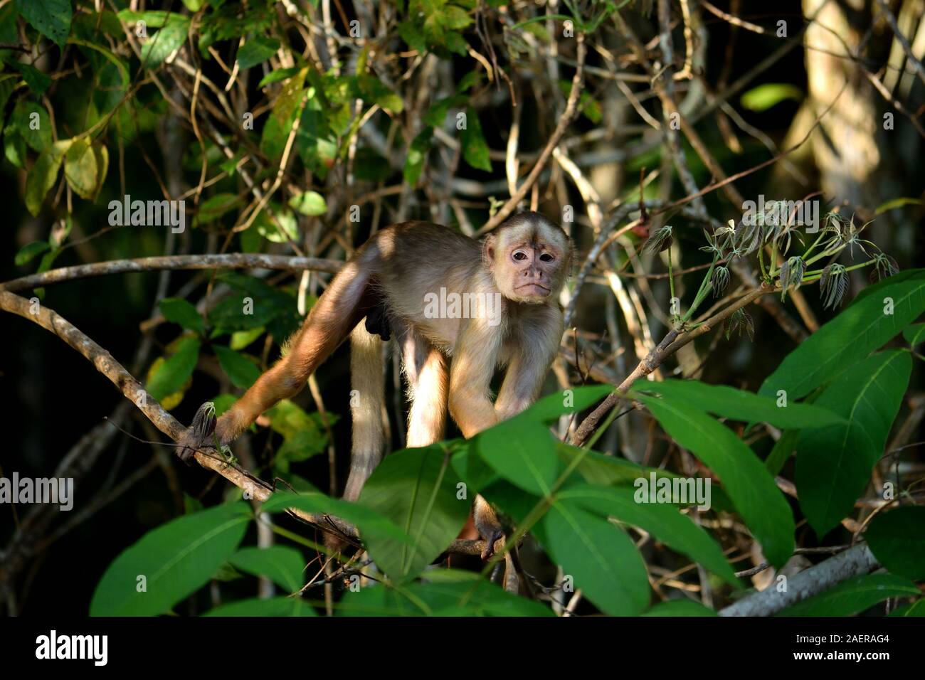 Capuchin bird hi-res stock photography and images - Alamy