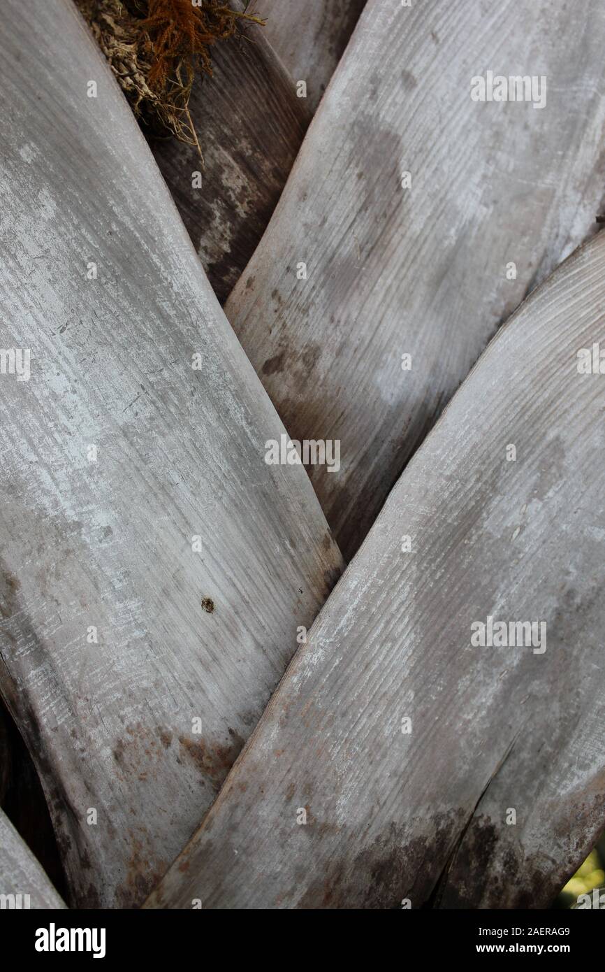 Dypsis decaryi, triangle palm tree Stock Photo - Alamy