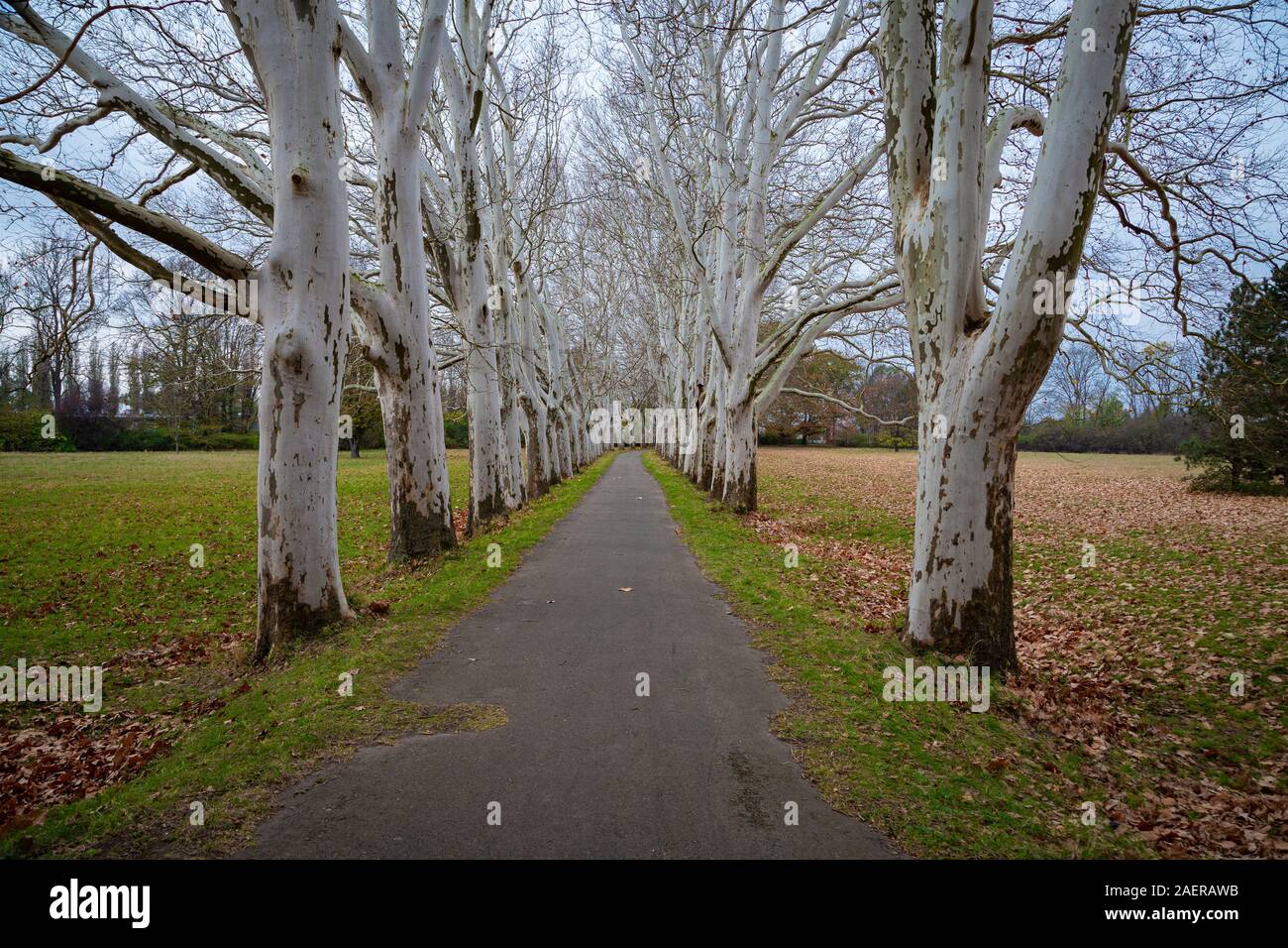 Alley of plane trees Alley of plane trees near Straznice castle Stock ...