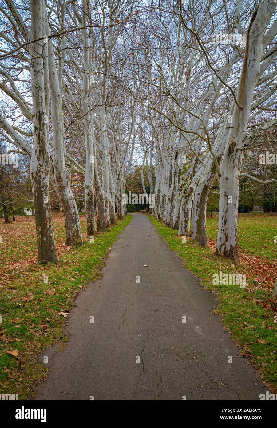 Alley of plane trees Alley of plane trees near Straznice castle Stock ...