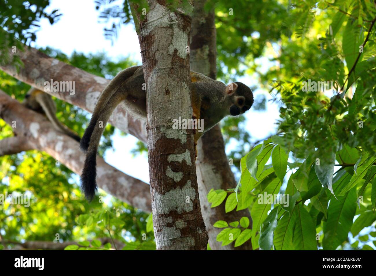 Amazon swamp hi-res stock photography and images - Alamy