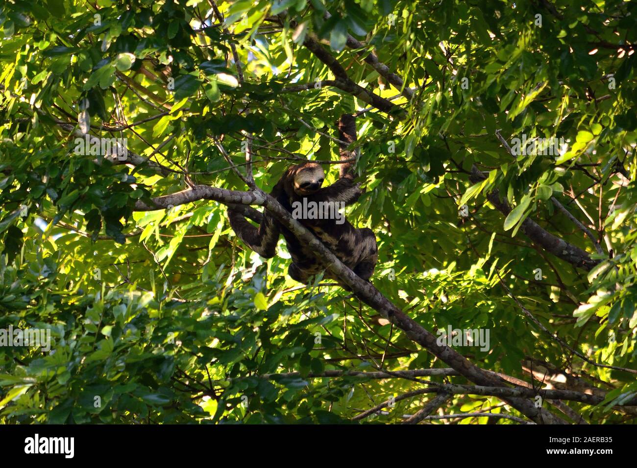 Wet sloth hi-res stock photography and images - Alamy