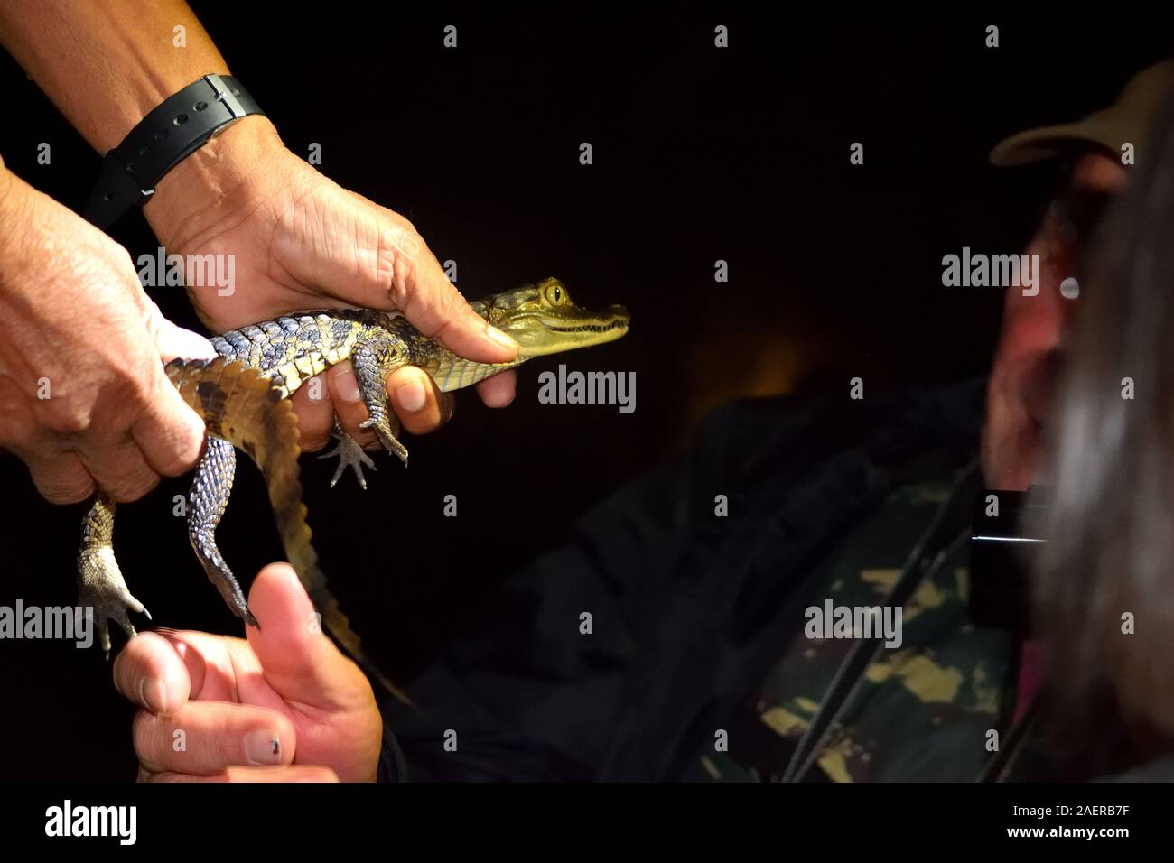 Baby Caiman High Resolution Stock Photography and Images - Alamy