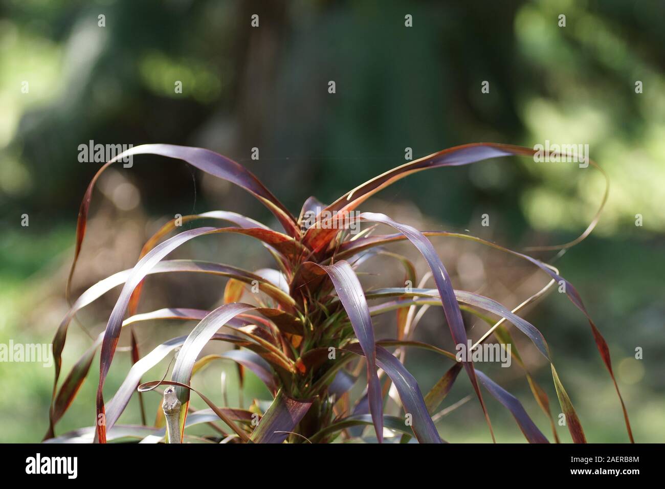 Richea dracophylla hi-res stock photography and images - Alamy