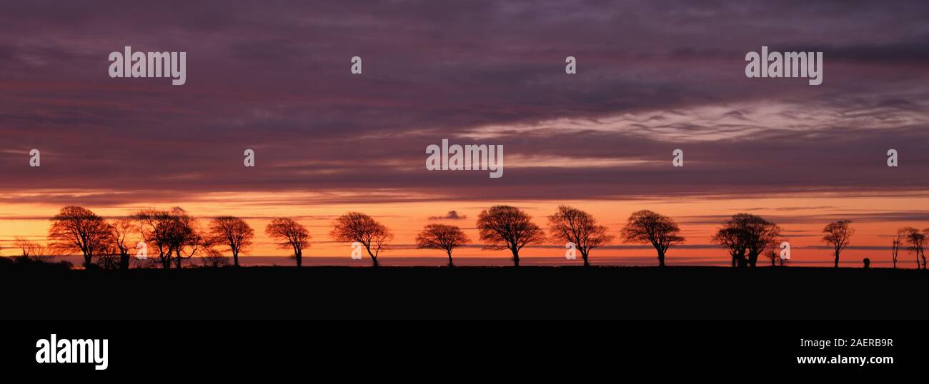 Trees at horizon hi-res stock photography and images - Alamy