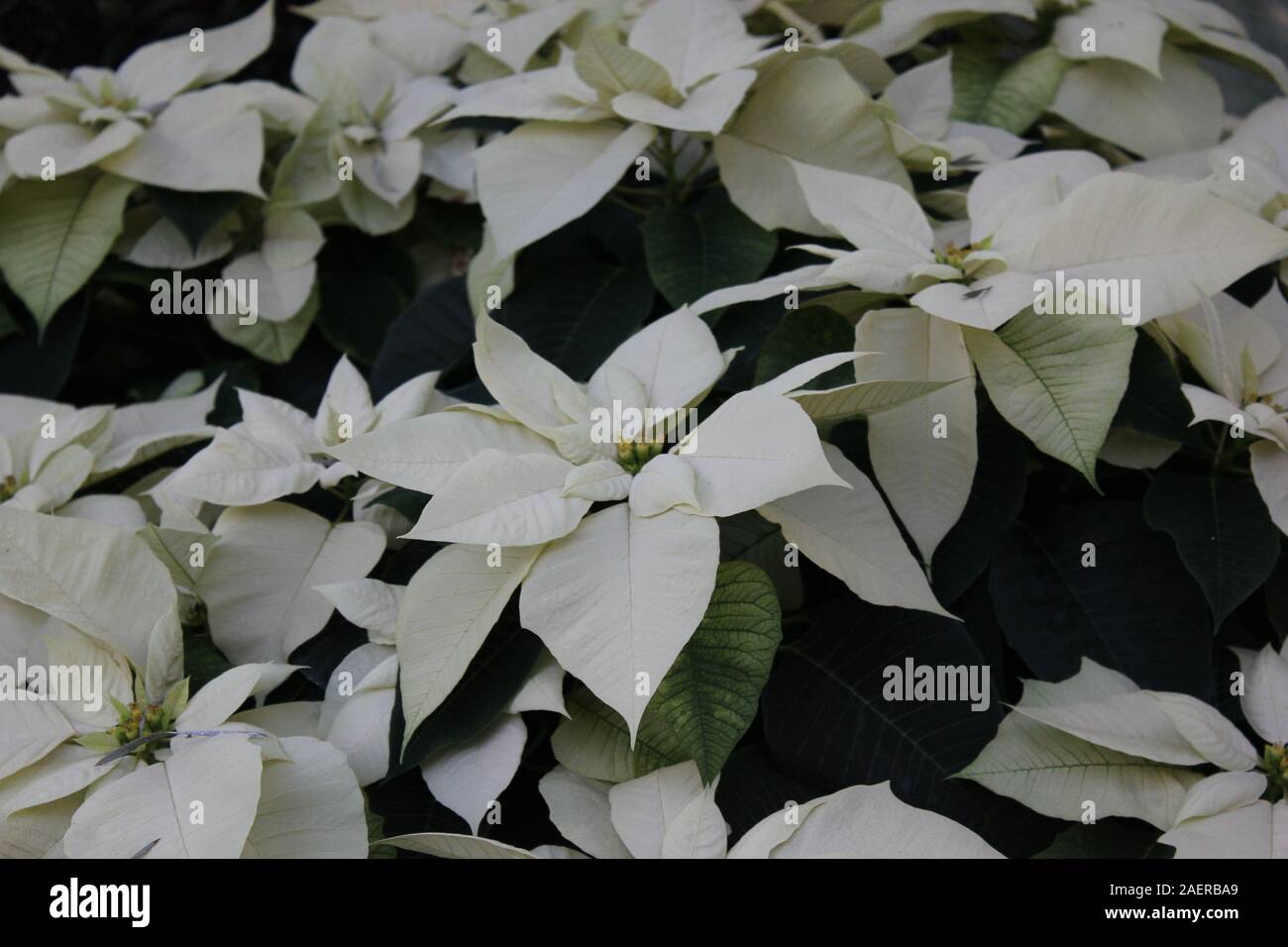 Flor De Nochebuena High Resolution Stock Photography and Images - Alamy