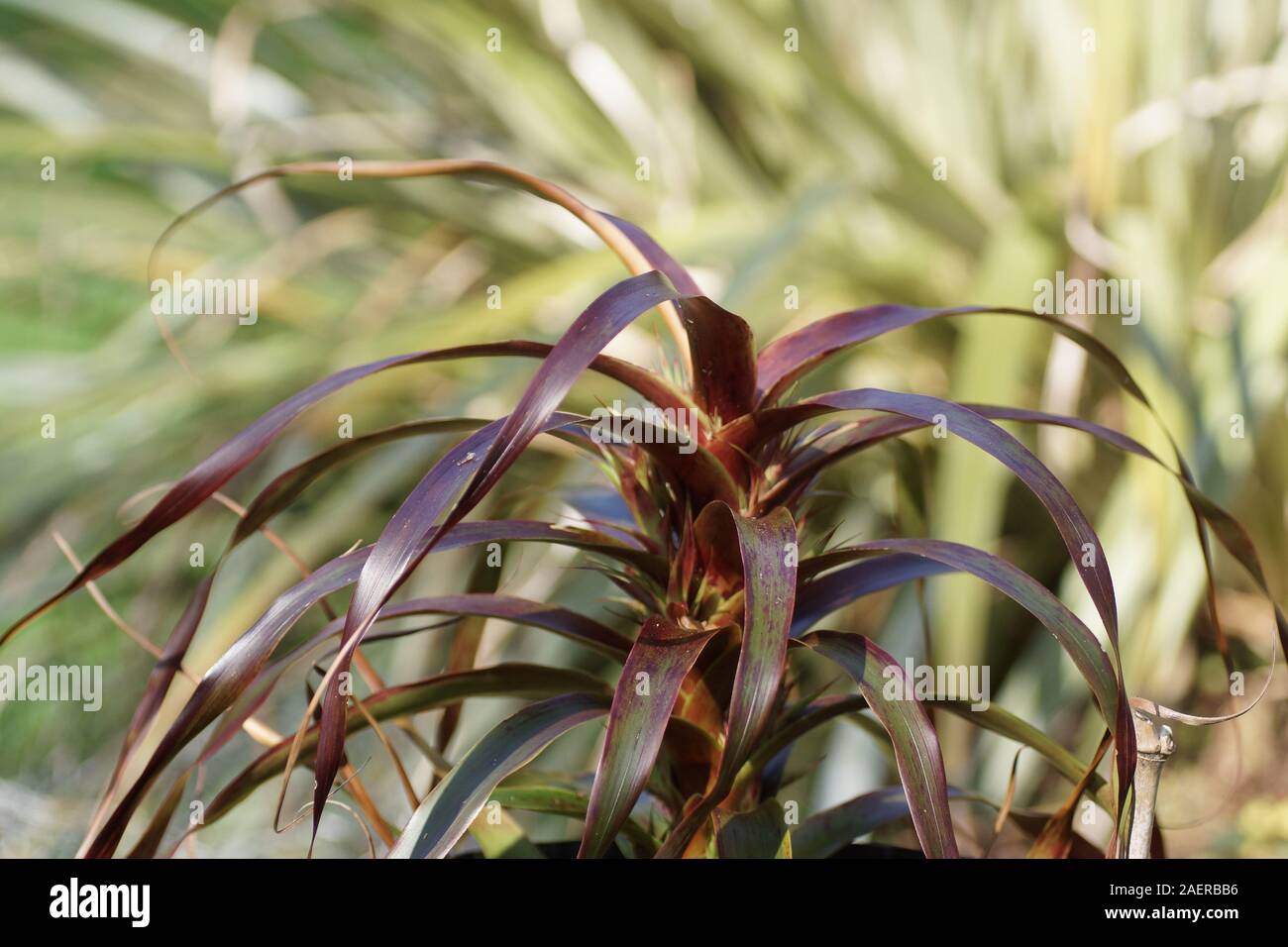 Richea dracophylla hi-res stock photography and images - Alamy