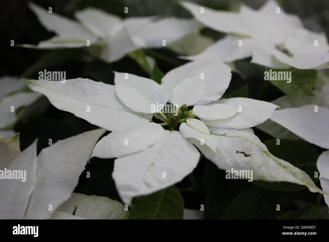 Flor de nochebuena hi-res stock photography and images - Alamy