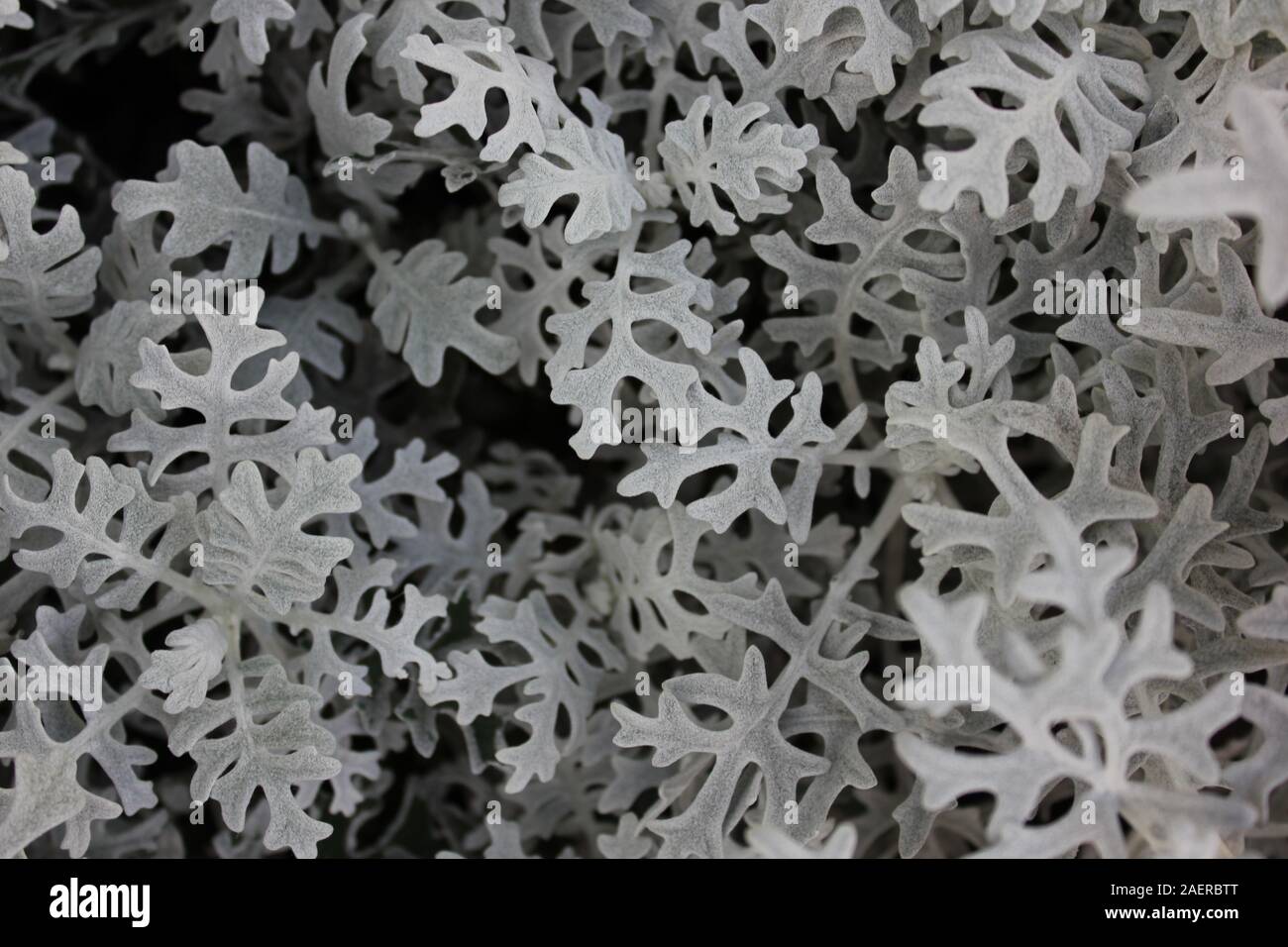 Beautiful Jacobaea maritima, silver ragwort, Senecio cineraria Stock ...