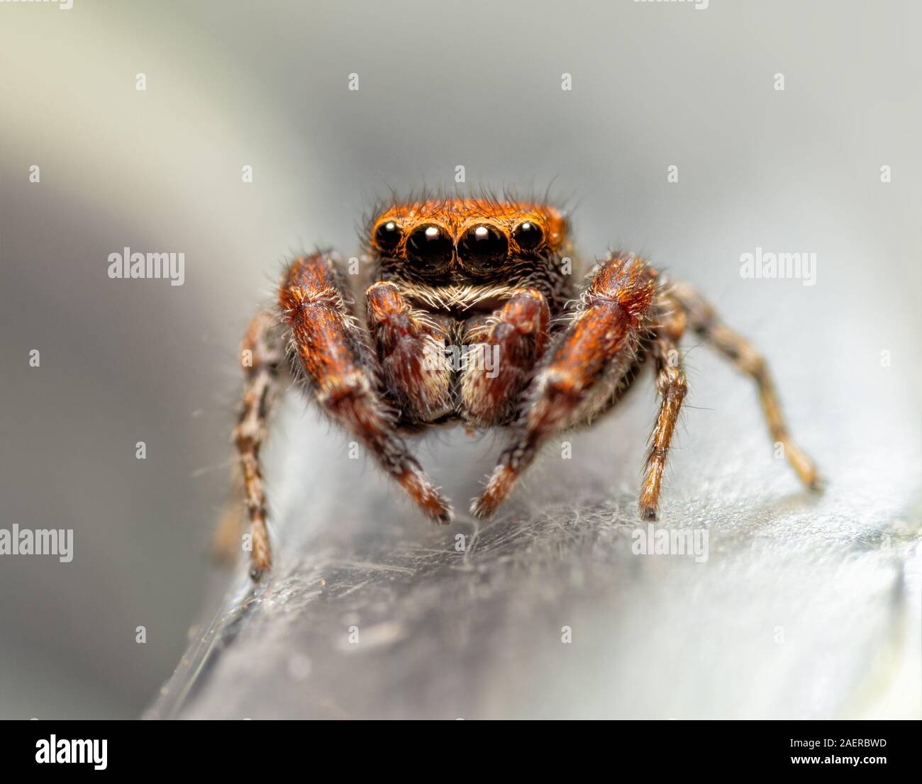 Very tiny, rusty colored Ghelna canadensis jumping spider Stock Photo ...