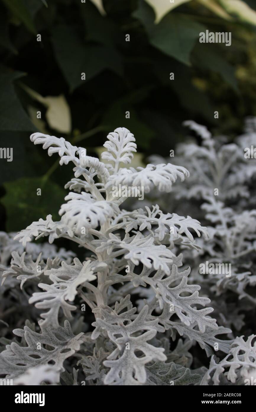Beautiful Jacobaea maritima, silver ragwort, Senecio cineraria Stock ...