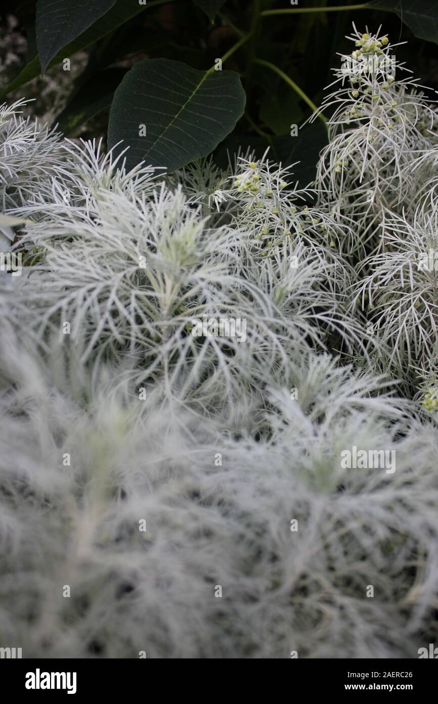 Beautiful garden full of silver plants Stock Photo - Alamy
