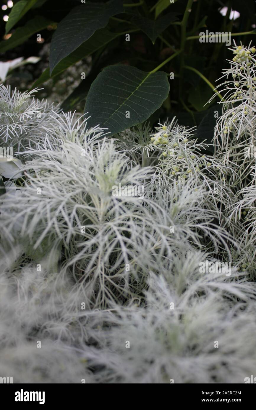 Beautiful garden full of silver plants Stock Photo - Alamy