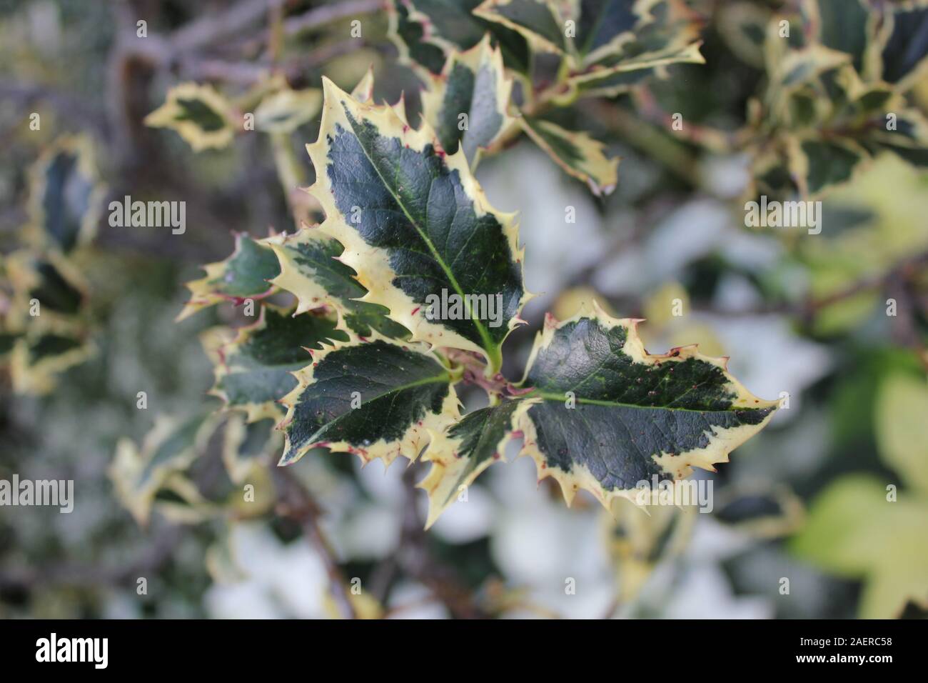 Showy mistletoe hi-res stock photography and images - Alamy