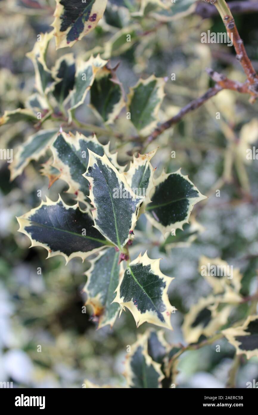Showy mistletoe hi-res stock photography and images - Alamy