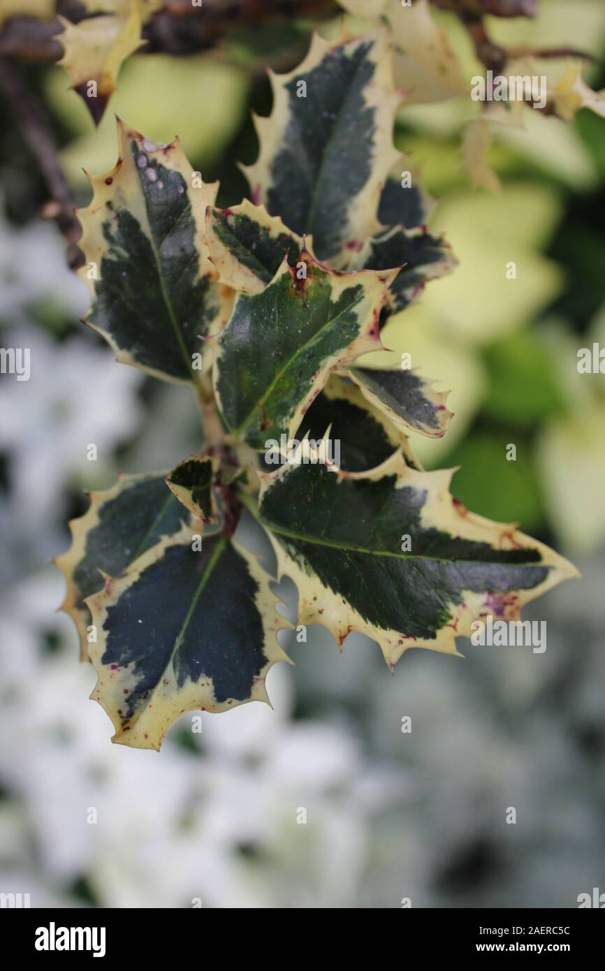 Traditional supple green Christmas mistletoe plant Stock Photo - Alamy