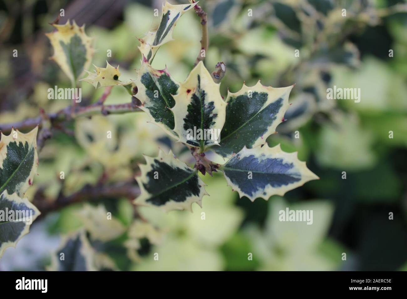 Showy mistletoe hi-res stock photography and images - Alamy