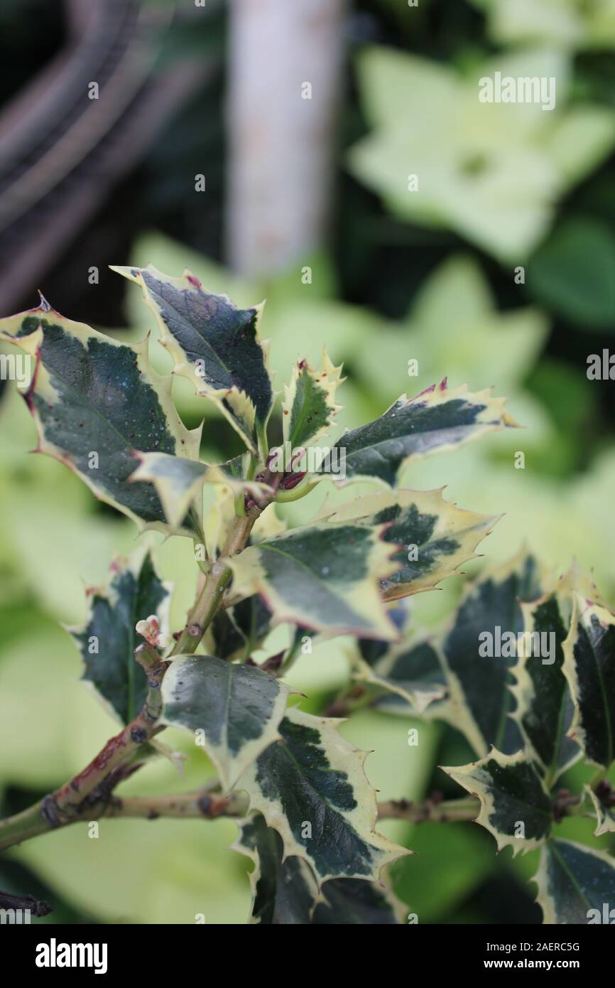 Traditional supple green Christmas mistletoe plant Stock Photo - Alamy