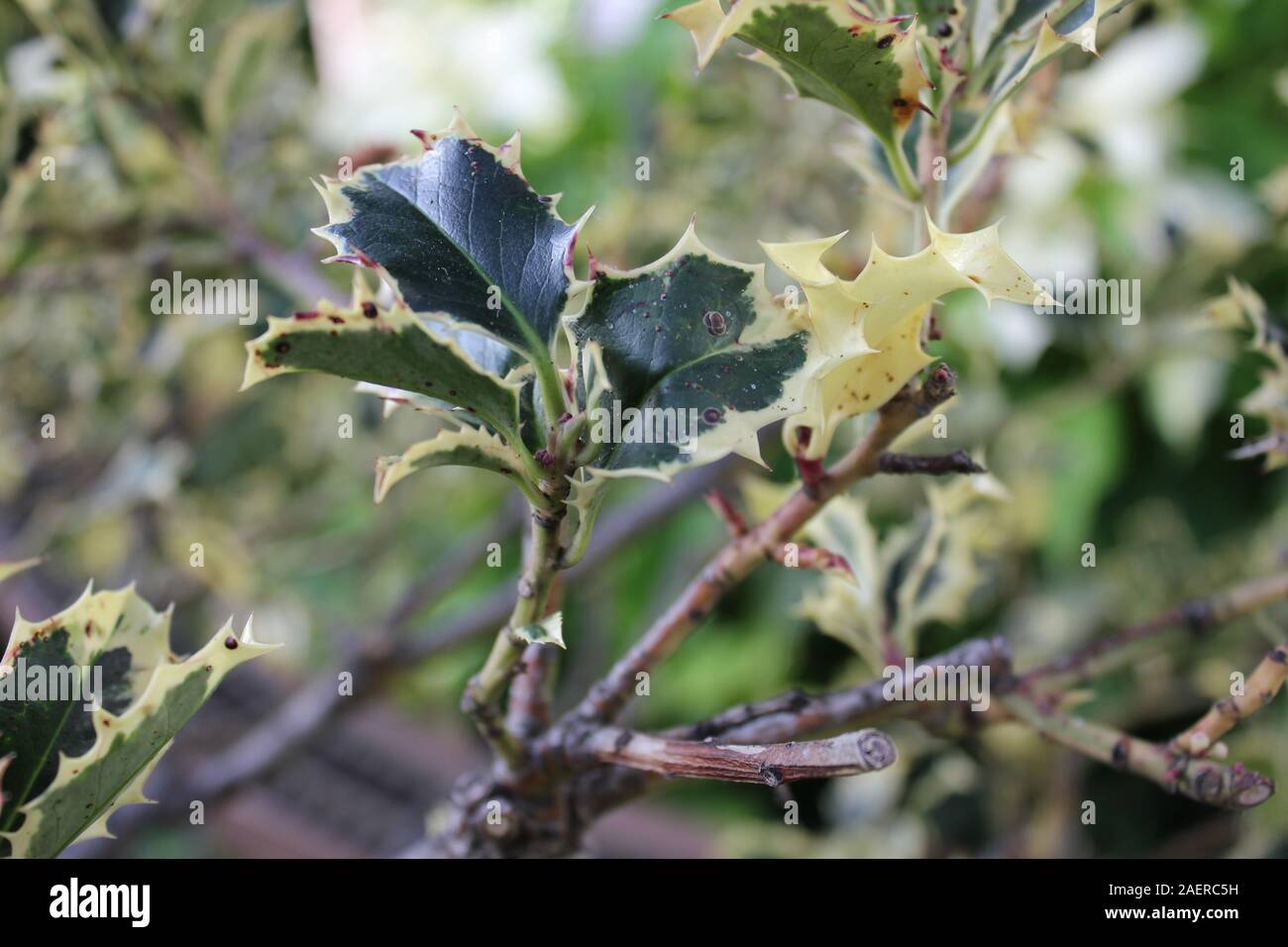 Showy mistletoe hi-res stock photography and images - Alamy