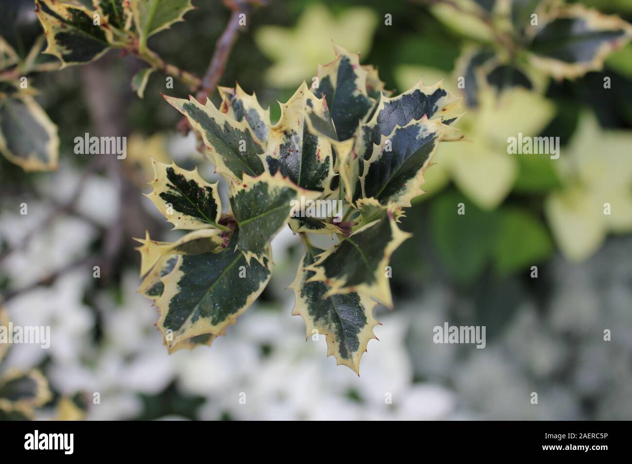 Showy mistletoe hi-res stock photography and images - Alamy