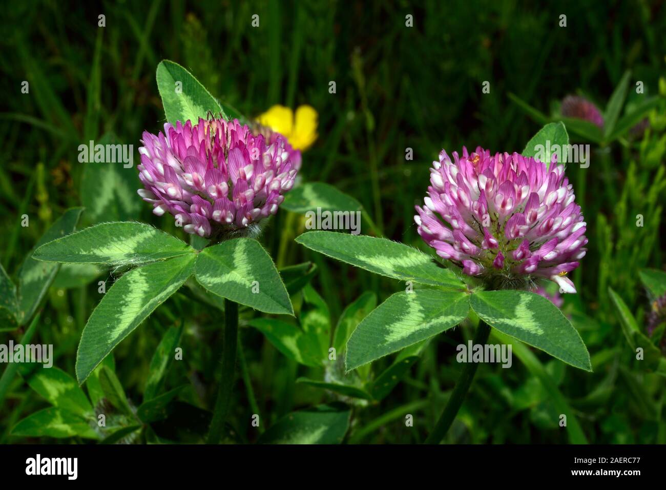 Plant native to europe and western asia hi-res stock photography and ...