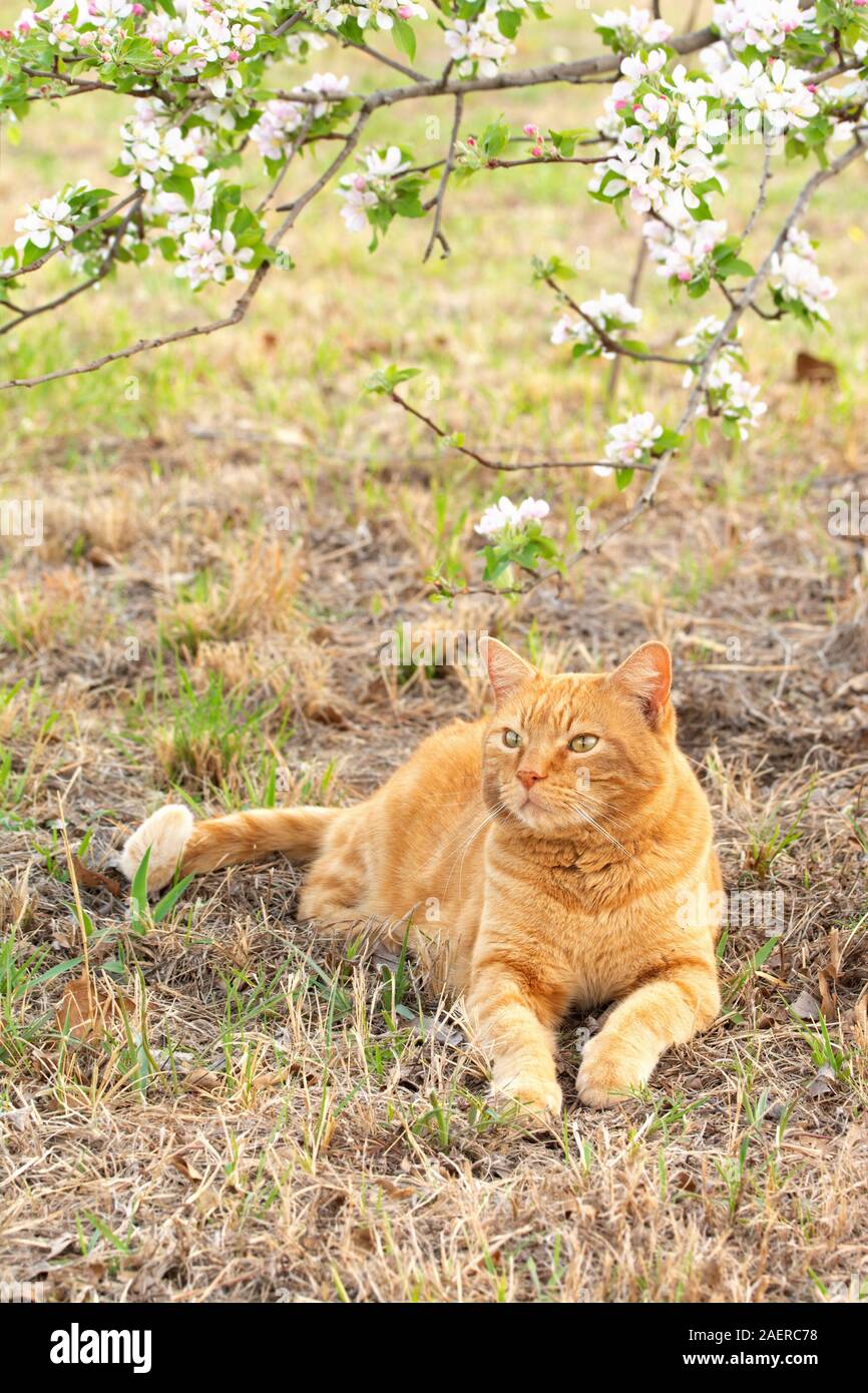 Cat in apple tree hi-res stock photography and images - Alamy
