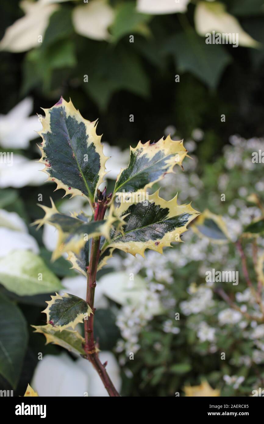 Showy mistletoe hi-res stock photography and images - Alamy