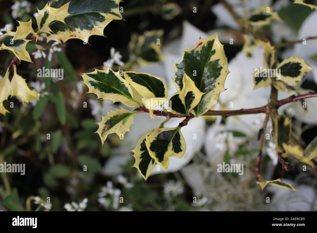 Traditional supple green Christmas mistletoe plant Stock Photo - Alamy