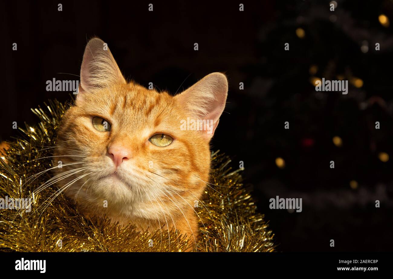 Golden tabby cat hi-res stock photography and images - Alamy