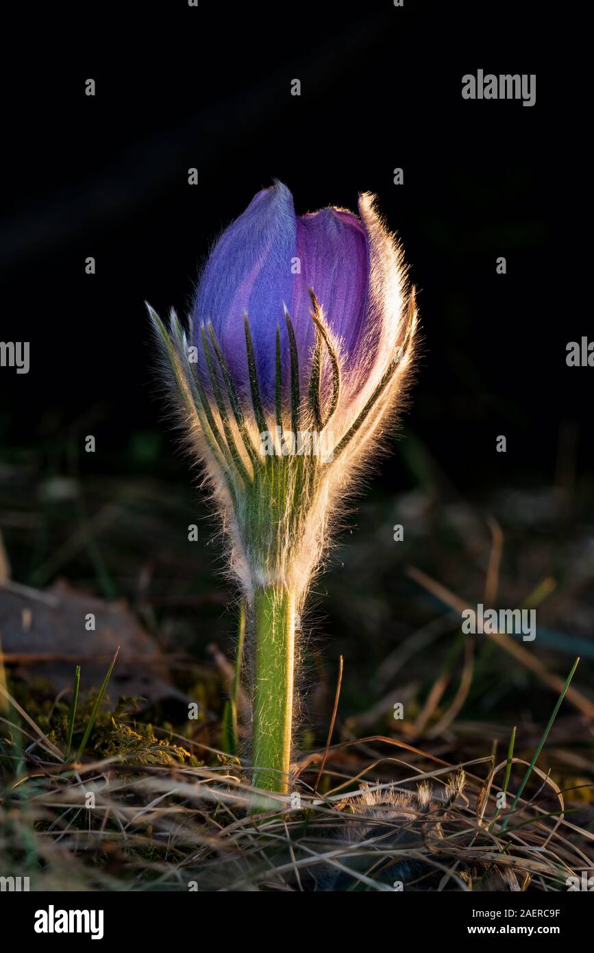 Pulsatilla patens bloom. Common blue Eastern pasqueflower plant ...