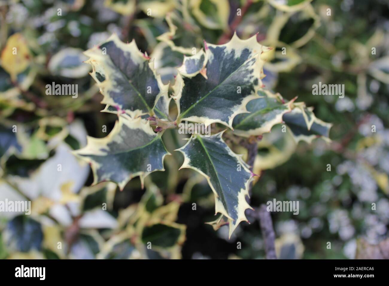 Showy mistletoe hi-res stock photography and images - Alamy