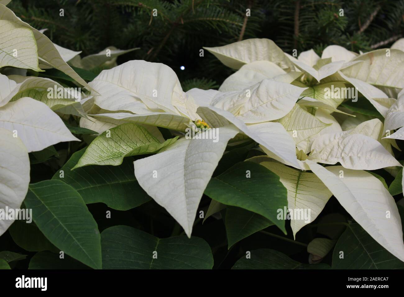 Flor de nochebuena hi-res stock photography and images - Alamy