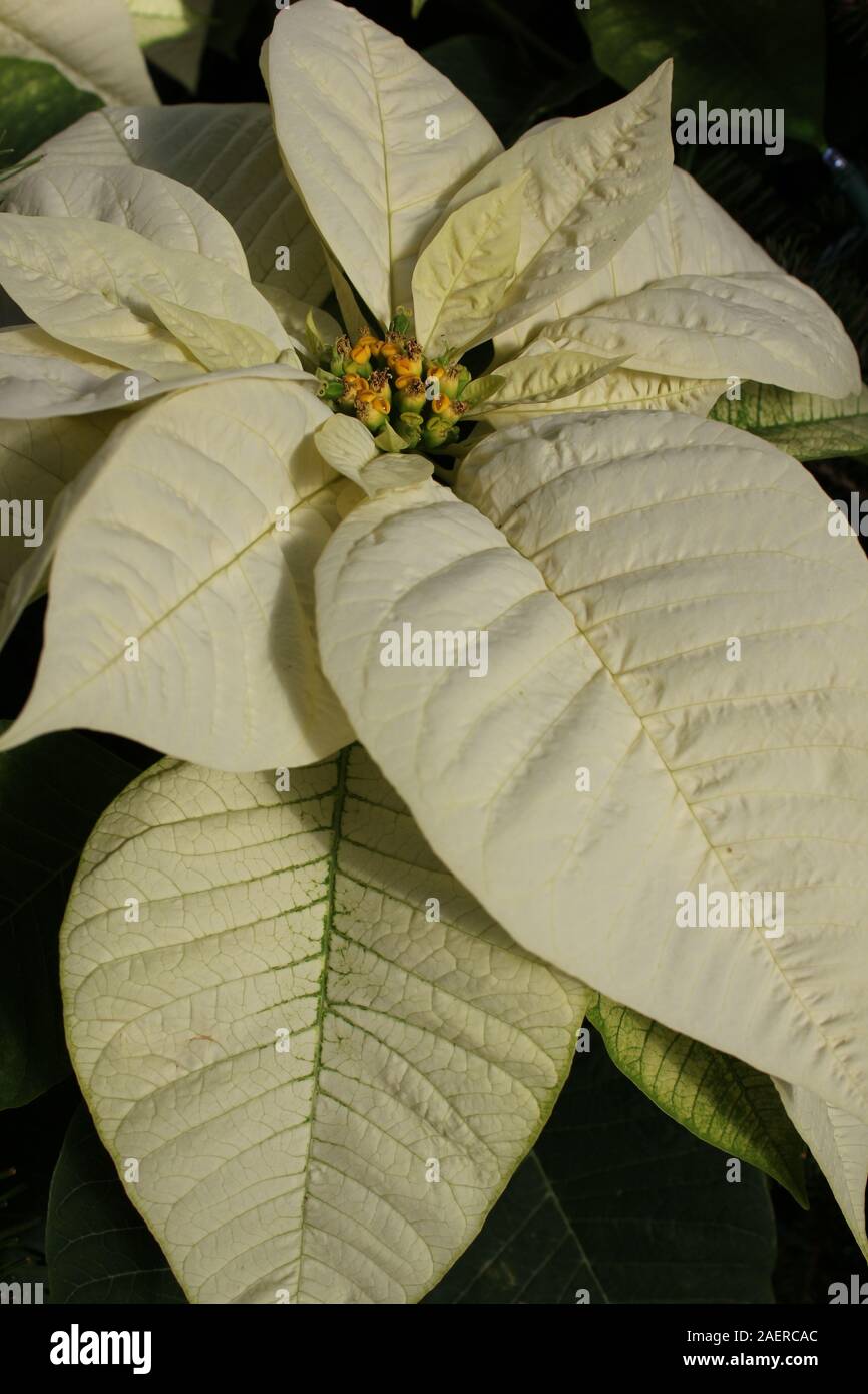 Creamy yellow poinsettia flower blossom, Flor de Nochebuena, Christmas ...