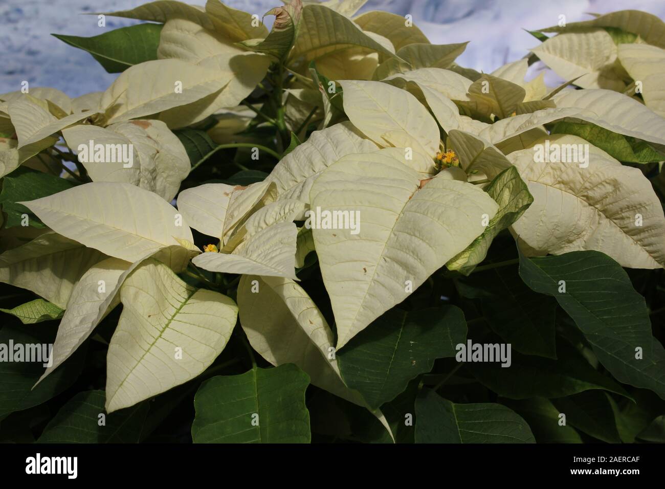 Flor de nochebuena hi-res stock photography and images - Alamy