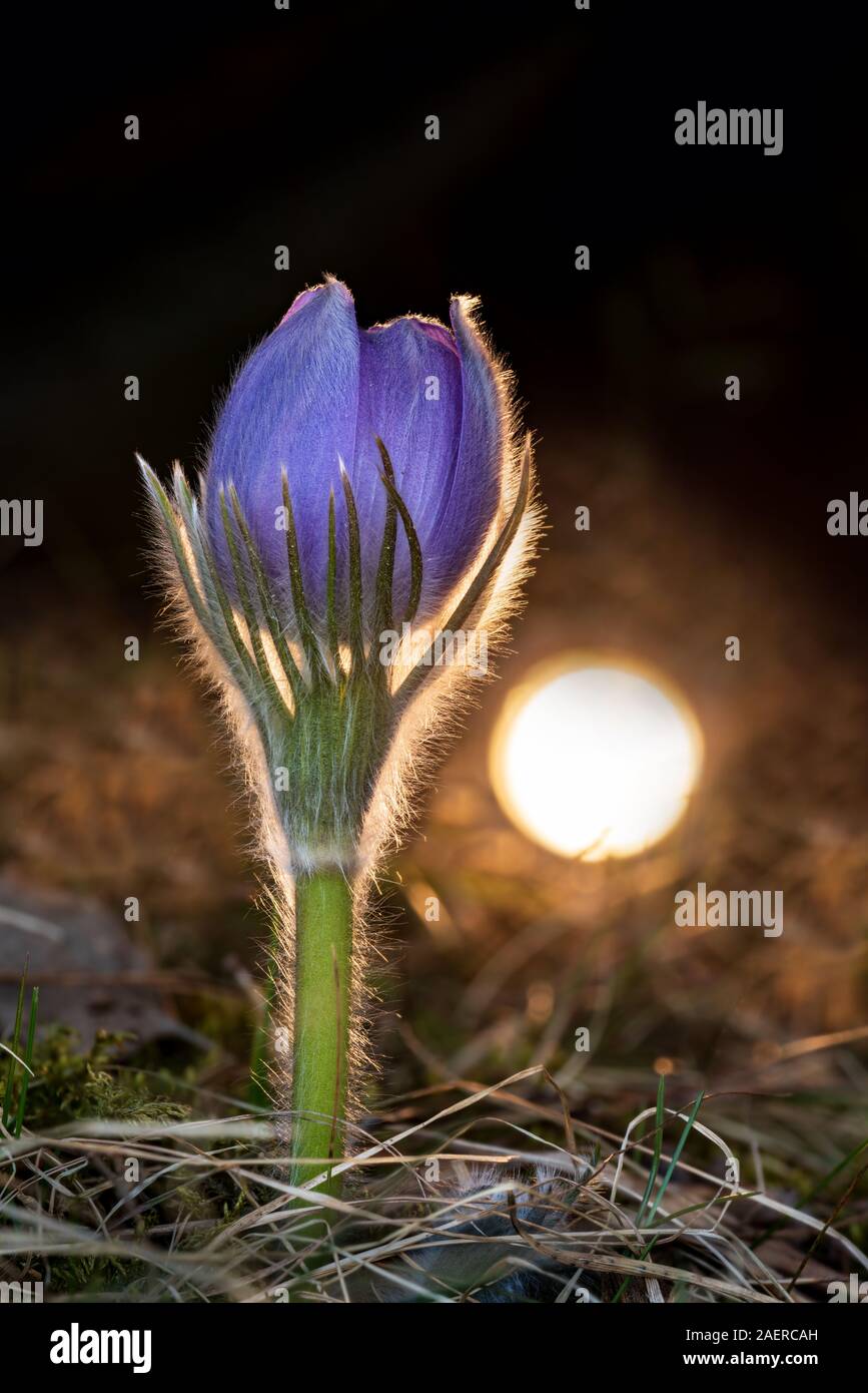 Pulsatilla patens bloom. Common blue Eastern pasqueflower plant ...