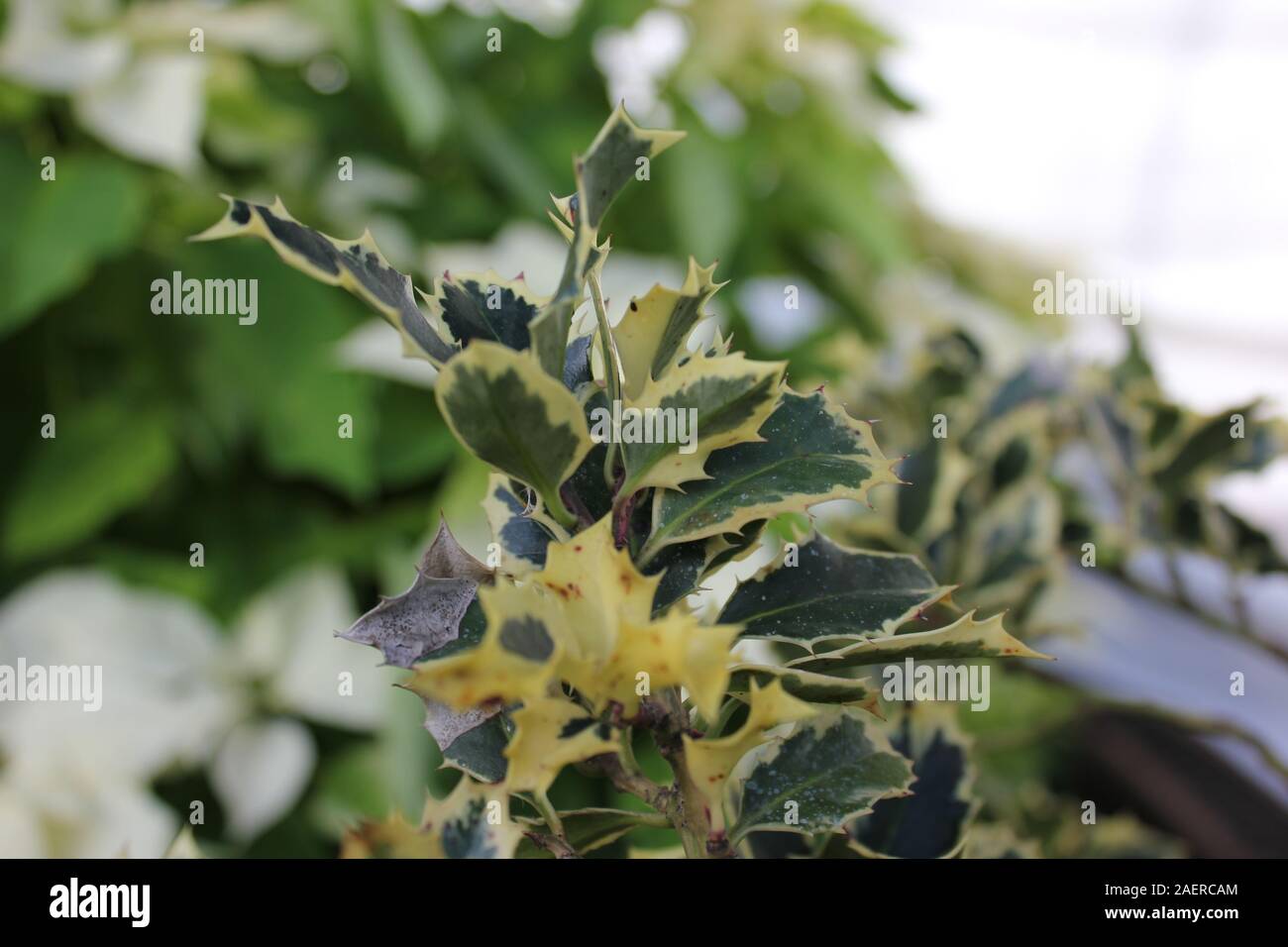 Traditional supple green Christmas mistletoe plant Stock Photo - Alamy