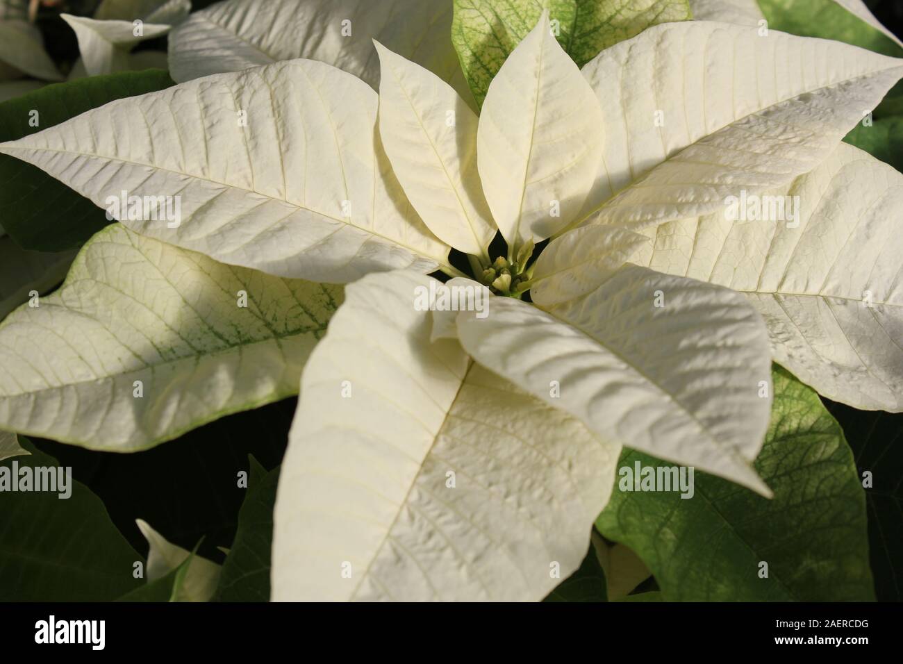 Creamy yellow poinsettia flower blossom, Flor de Nochebuena, Christmas ...