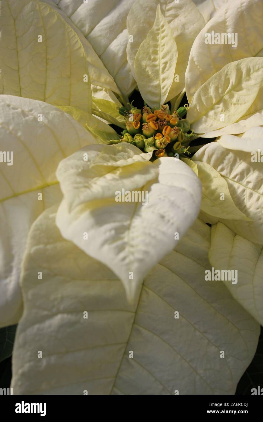 Flor de nochebuena hi-res stock photography and images - Alamy
