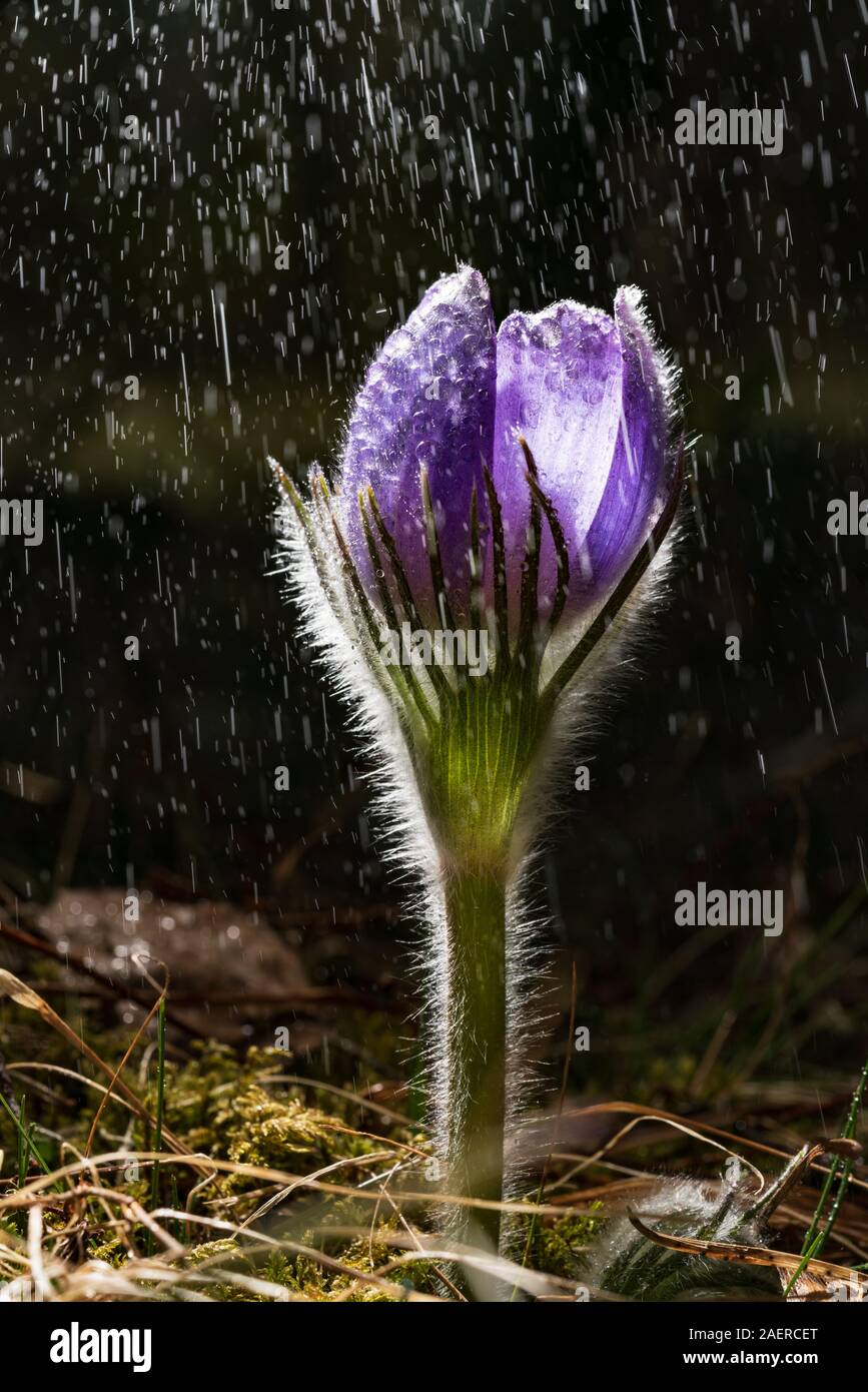 Pulsatilla patens bloom. Common blue Eastern pasqueflower plant ...