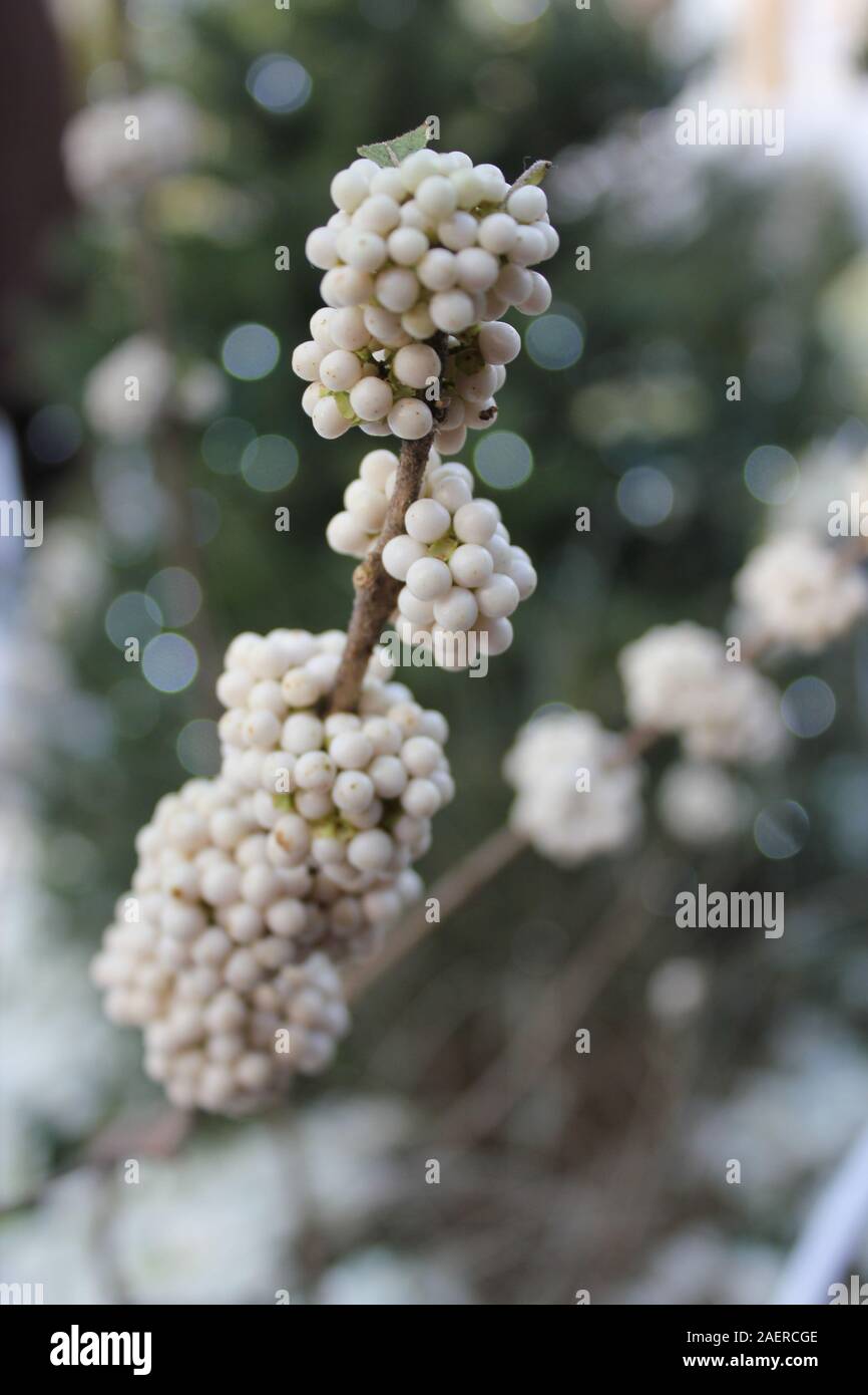 White berried hi-res stock photography and images - Alamy