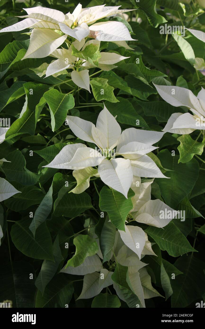 Creamy yellow poinsettia flower blossom, Flor de Nochebuena, Christmas ...